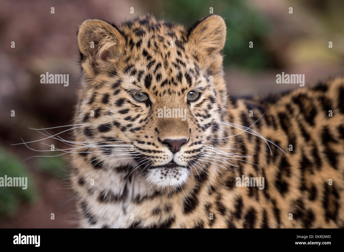 Female Amur leopard looking towards camera Stock Photo - Alamy