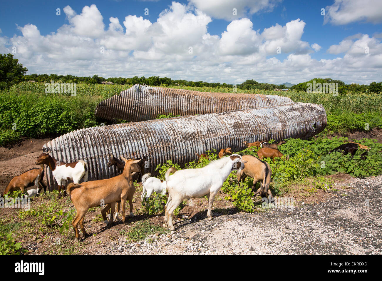 Goat killed hi-res stock photography and images - Alamy