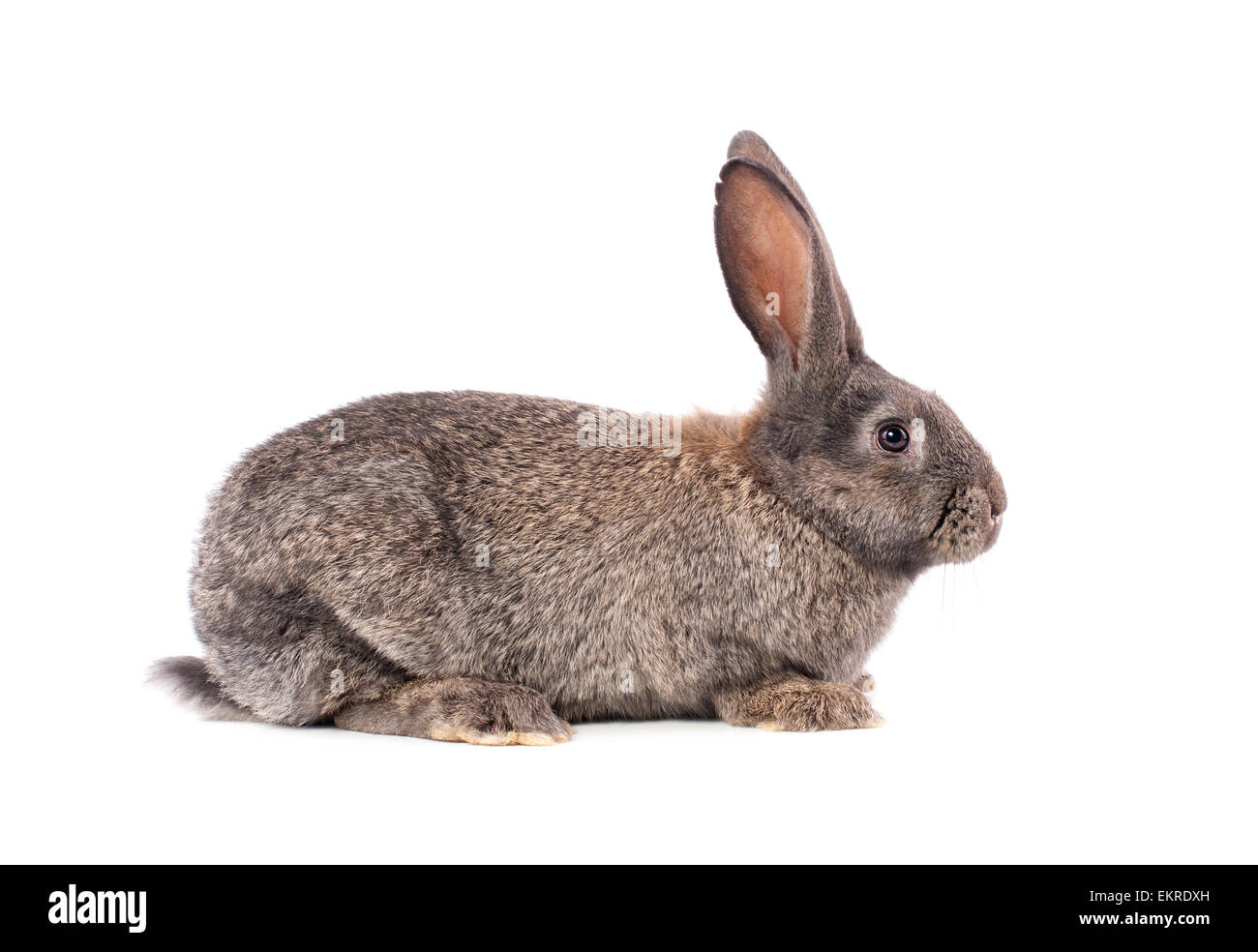 Rabbit on a white background Stock Photo - Alamy