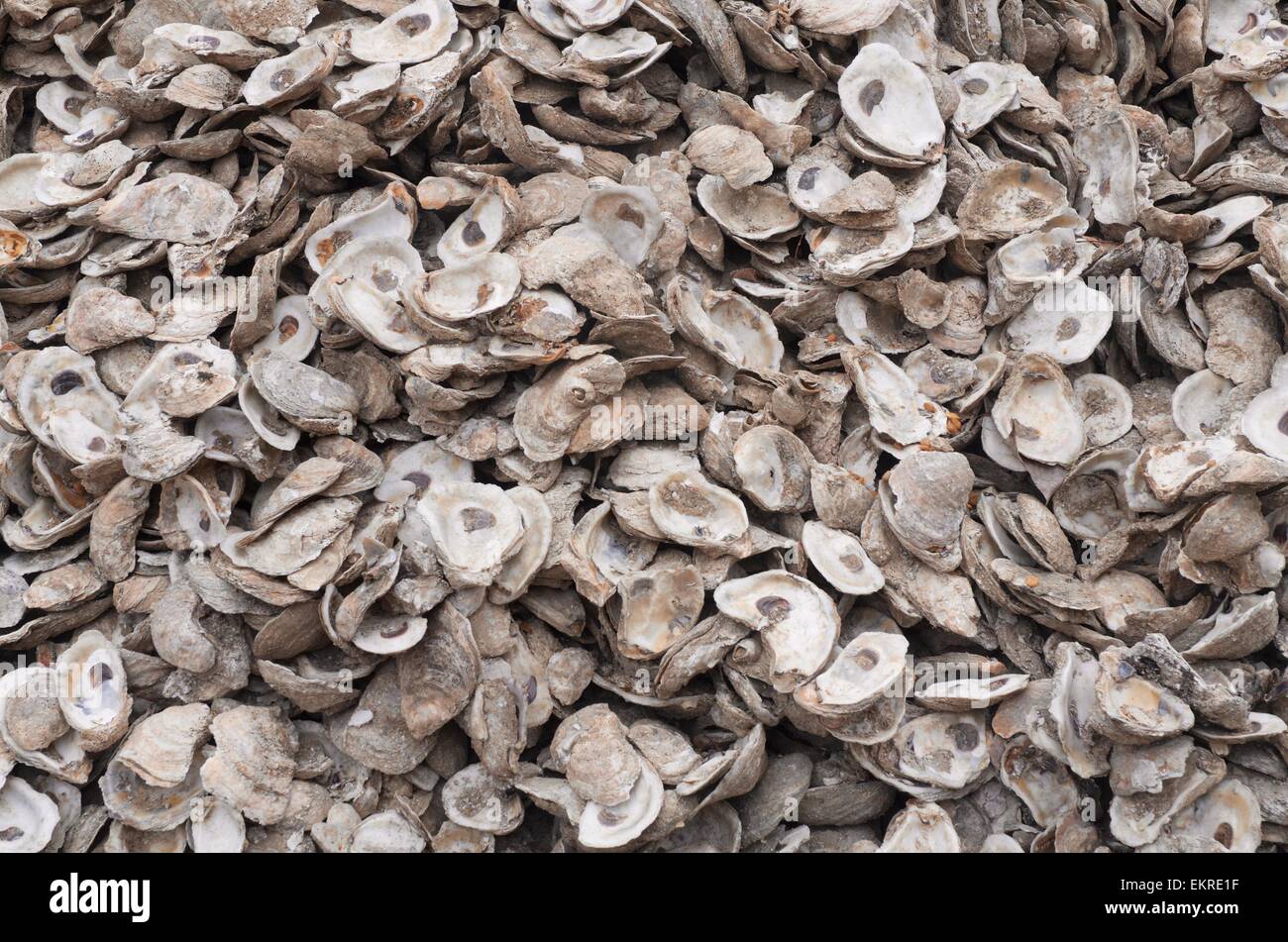 Large Pile of Oyster Shells Stock Photo - Alamy