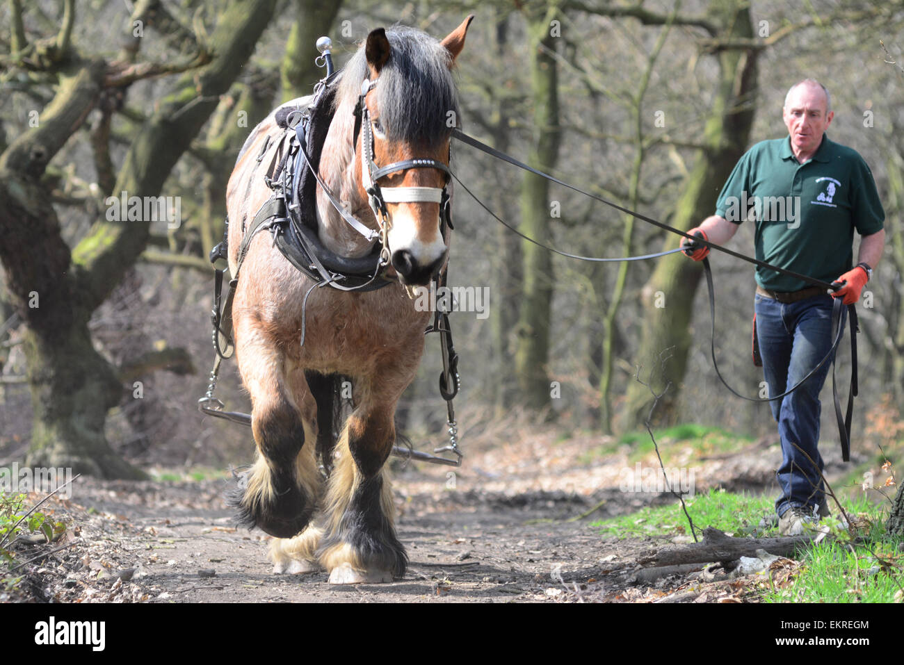 A forester horse logging in a British woodland. Picture: Scott Bairstow ...