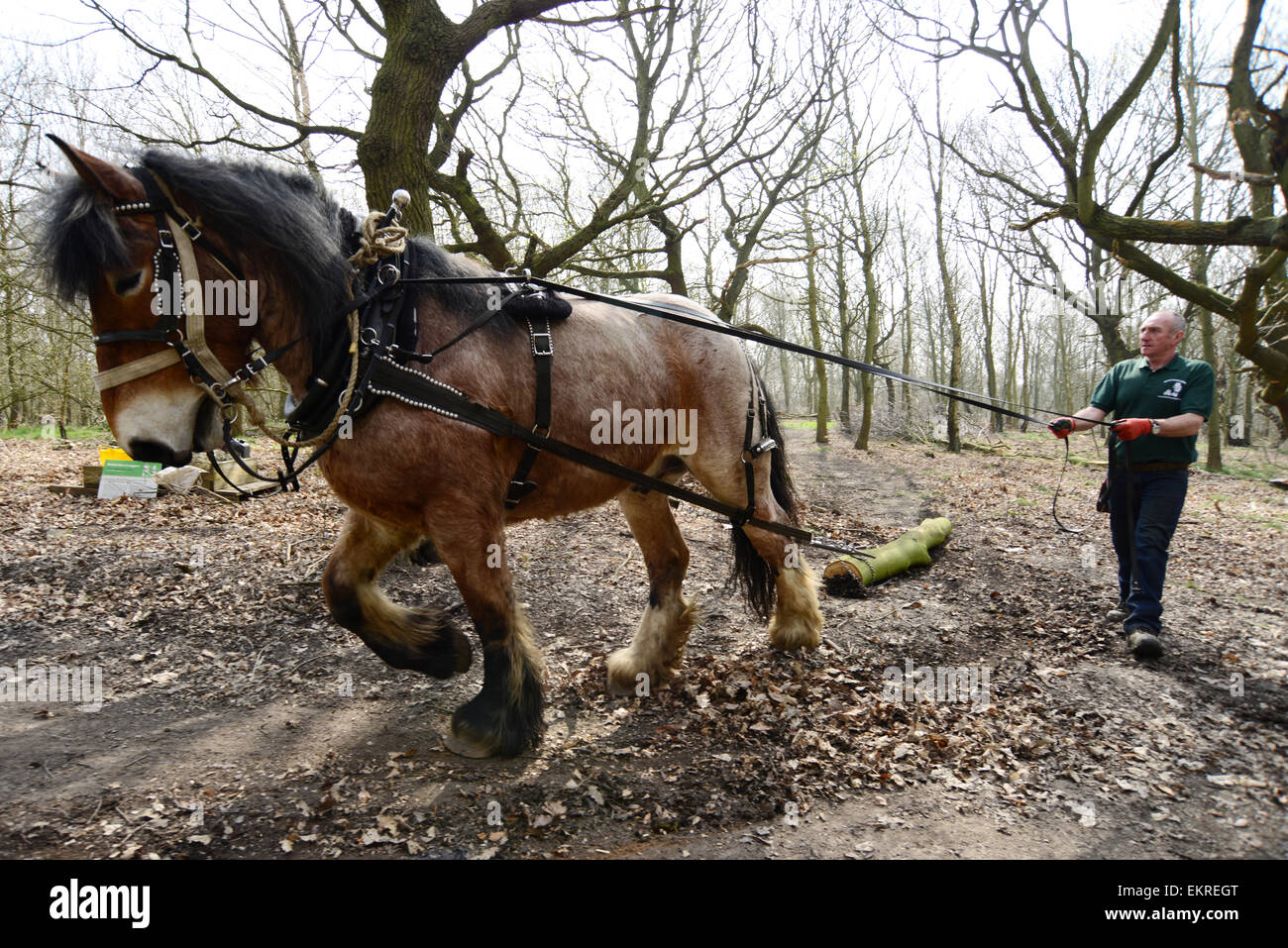 Working in logging hi-res stock photography and images - Alamy