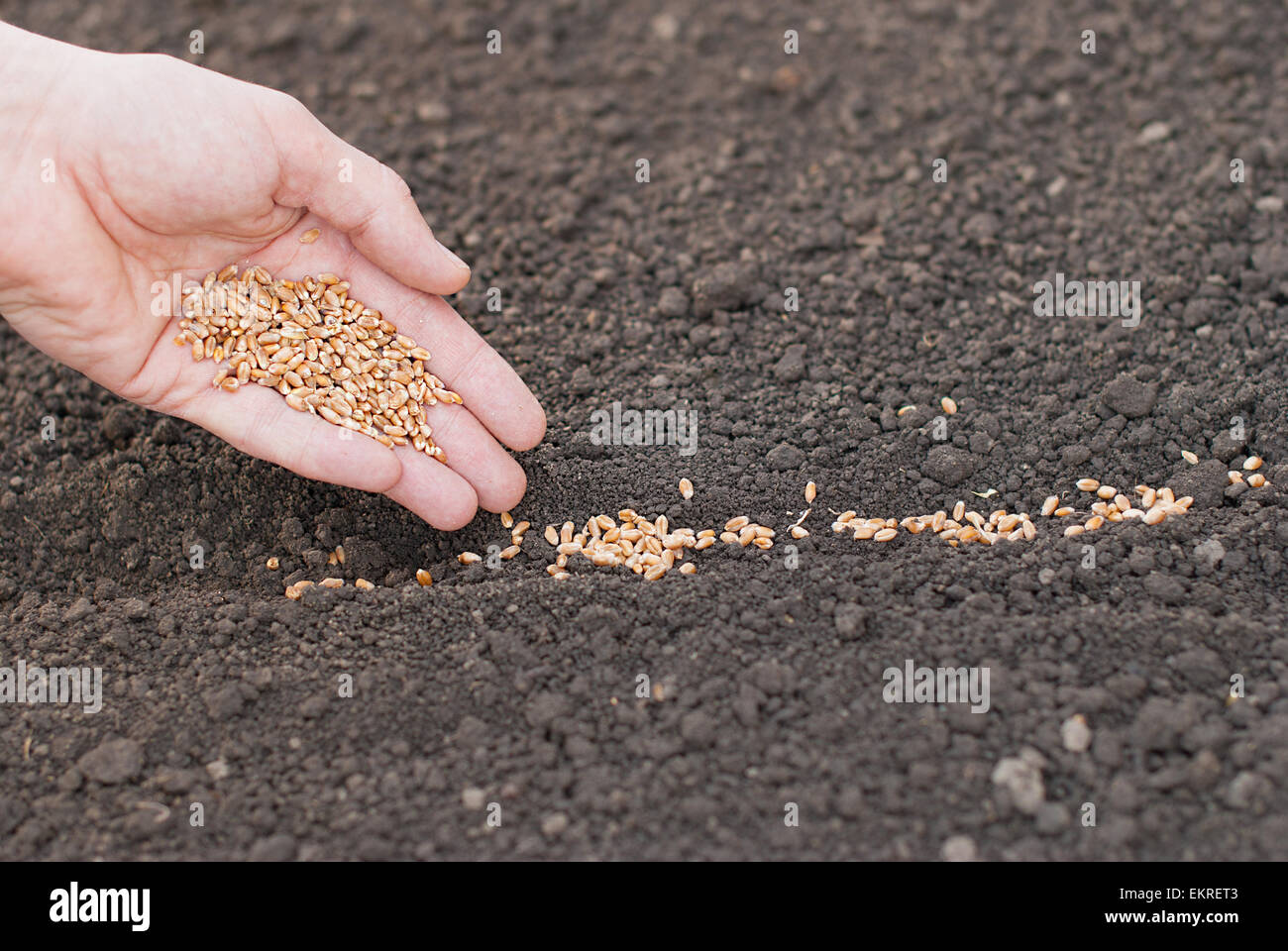 Hand sowing crop hi-res stock photography and images - Alamy