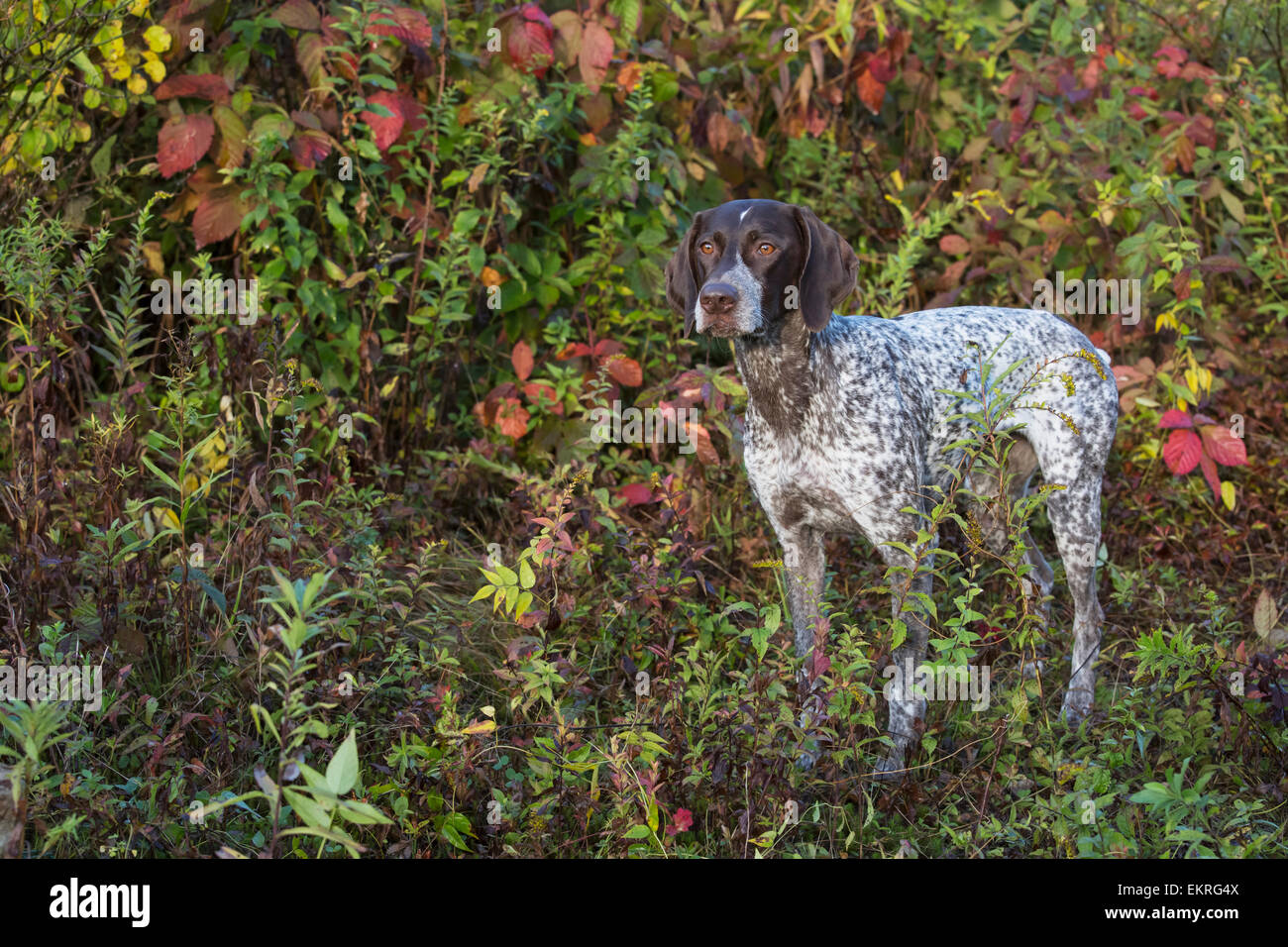 German shorthair pointers hi-res stock photography and images - Alamy