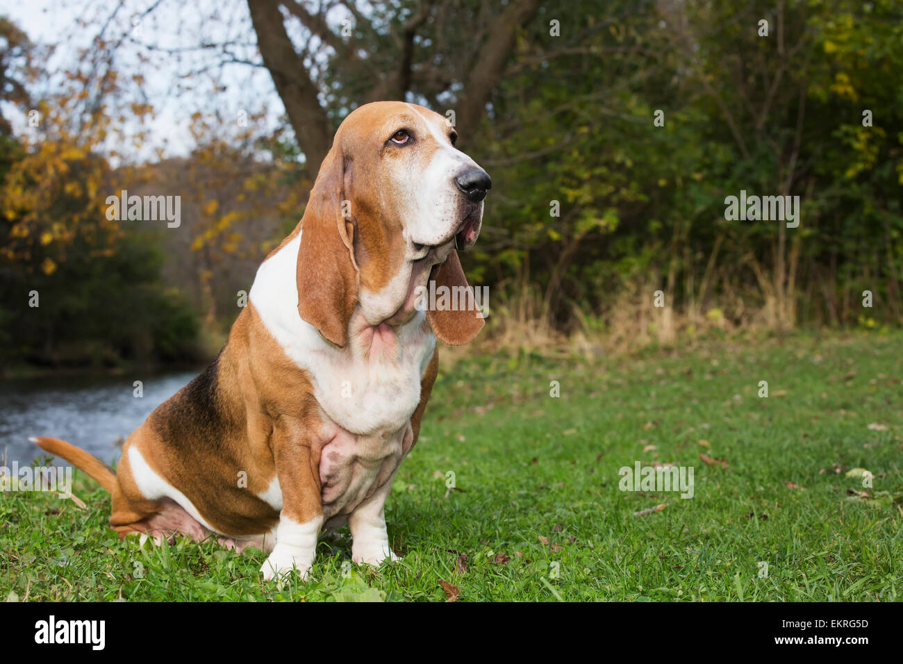 Basset Hound in autumn; St. Charles, Illinois, United States of America ...