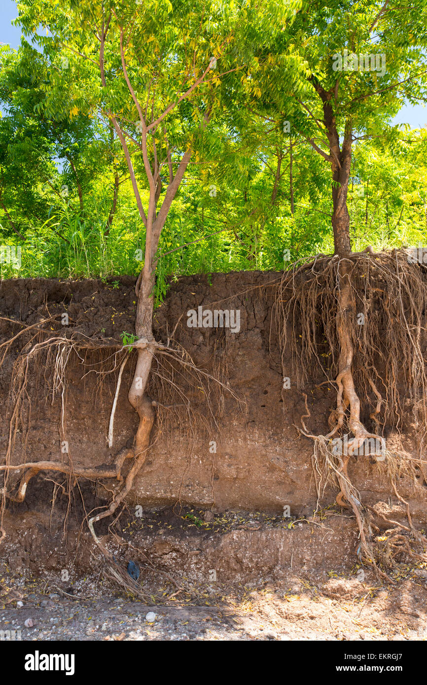 Africa tree root hi-res stock photography and images - Alamy