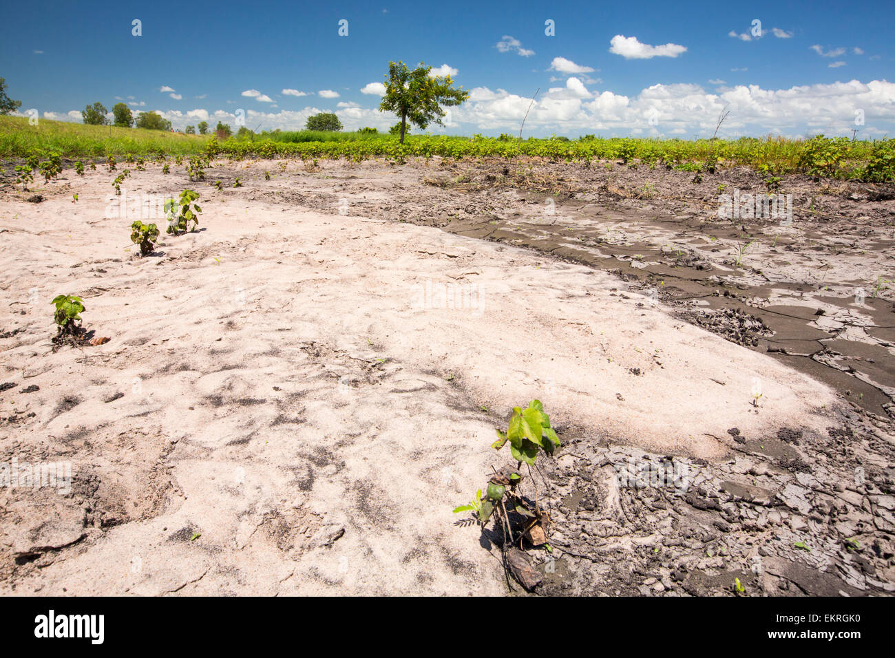 Cotton crop damage hi-res stock photography and images - Alamy