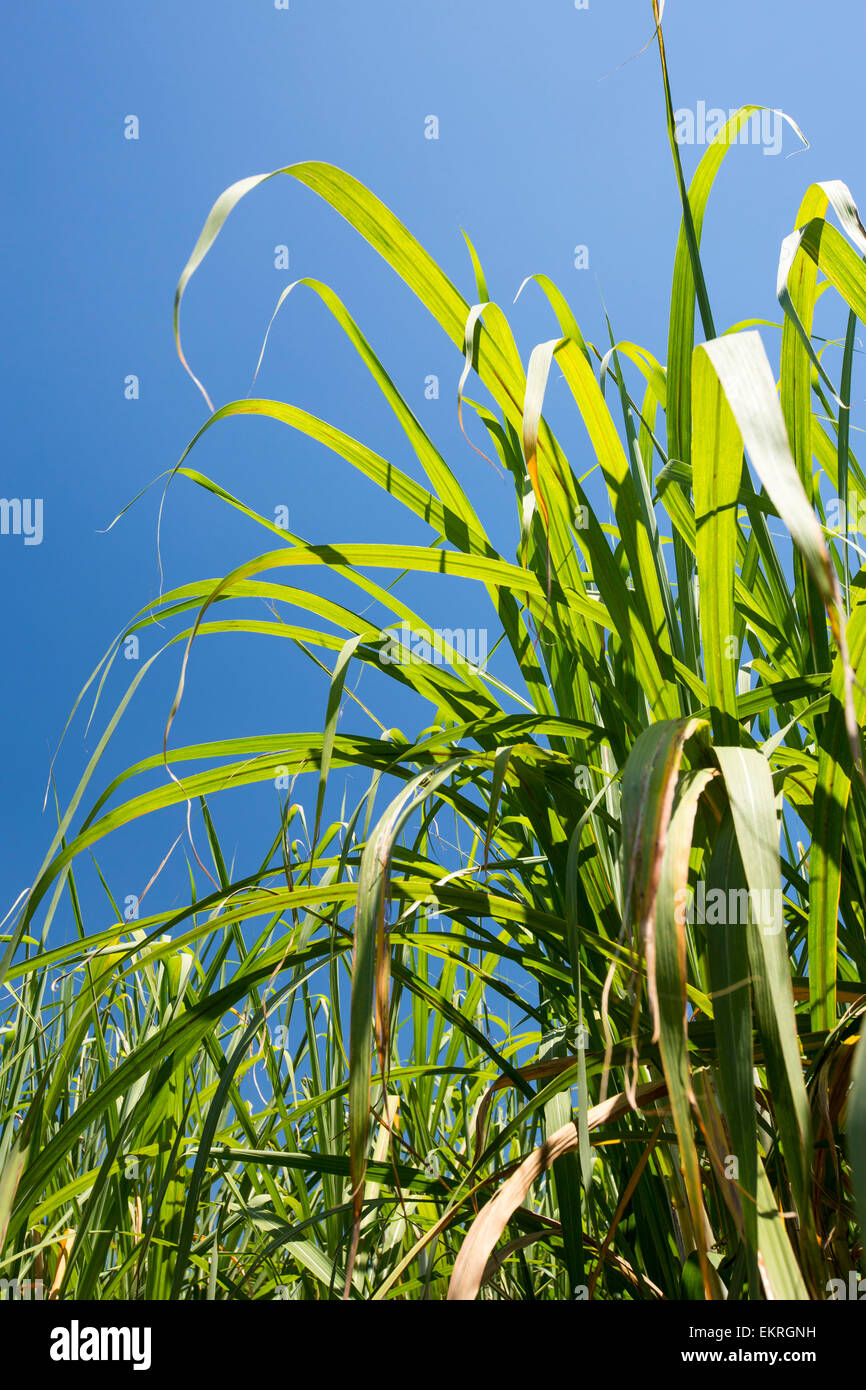 Cane growing hi-res stock photography and images - Alamy