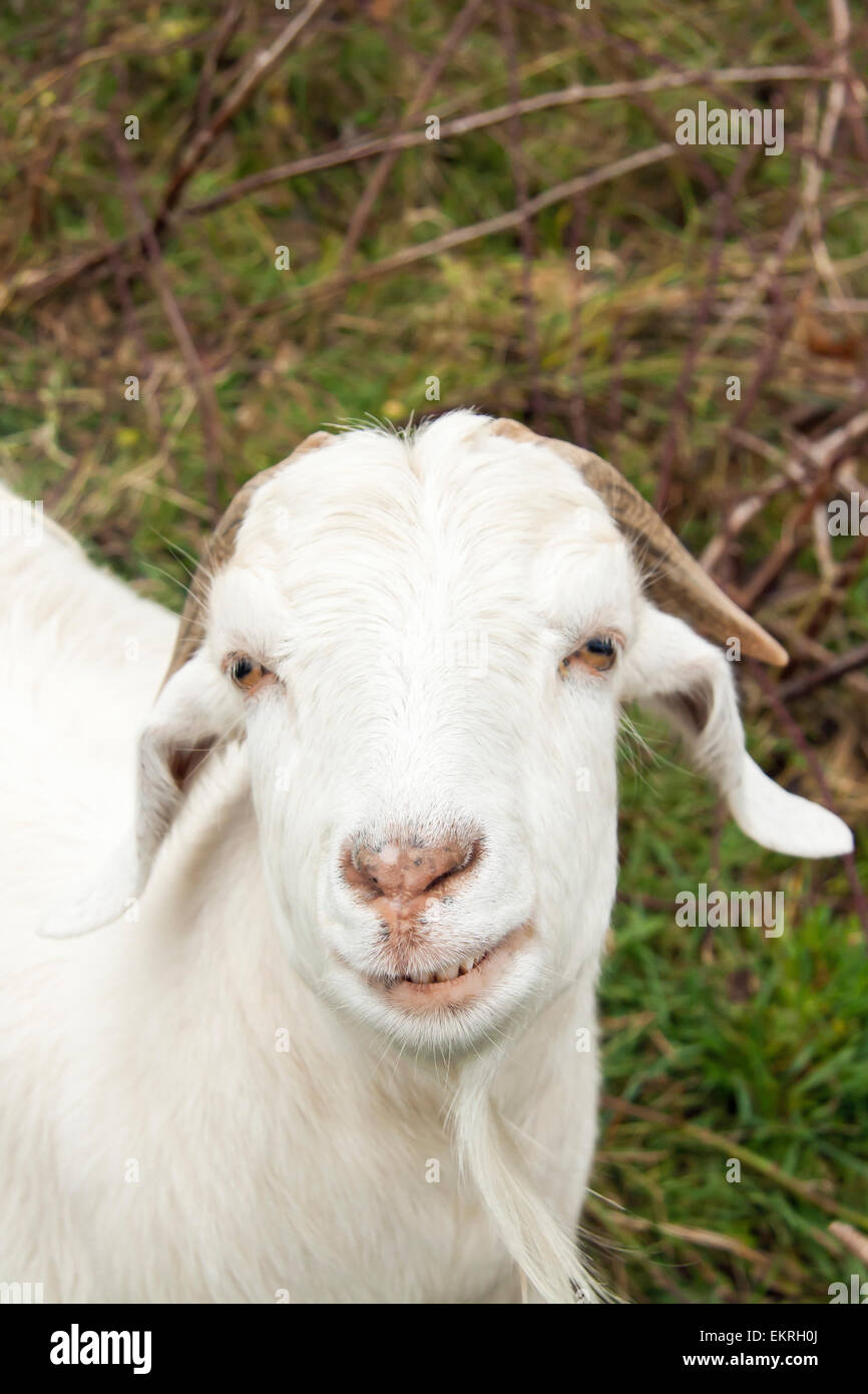 Goat Smiling