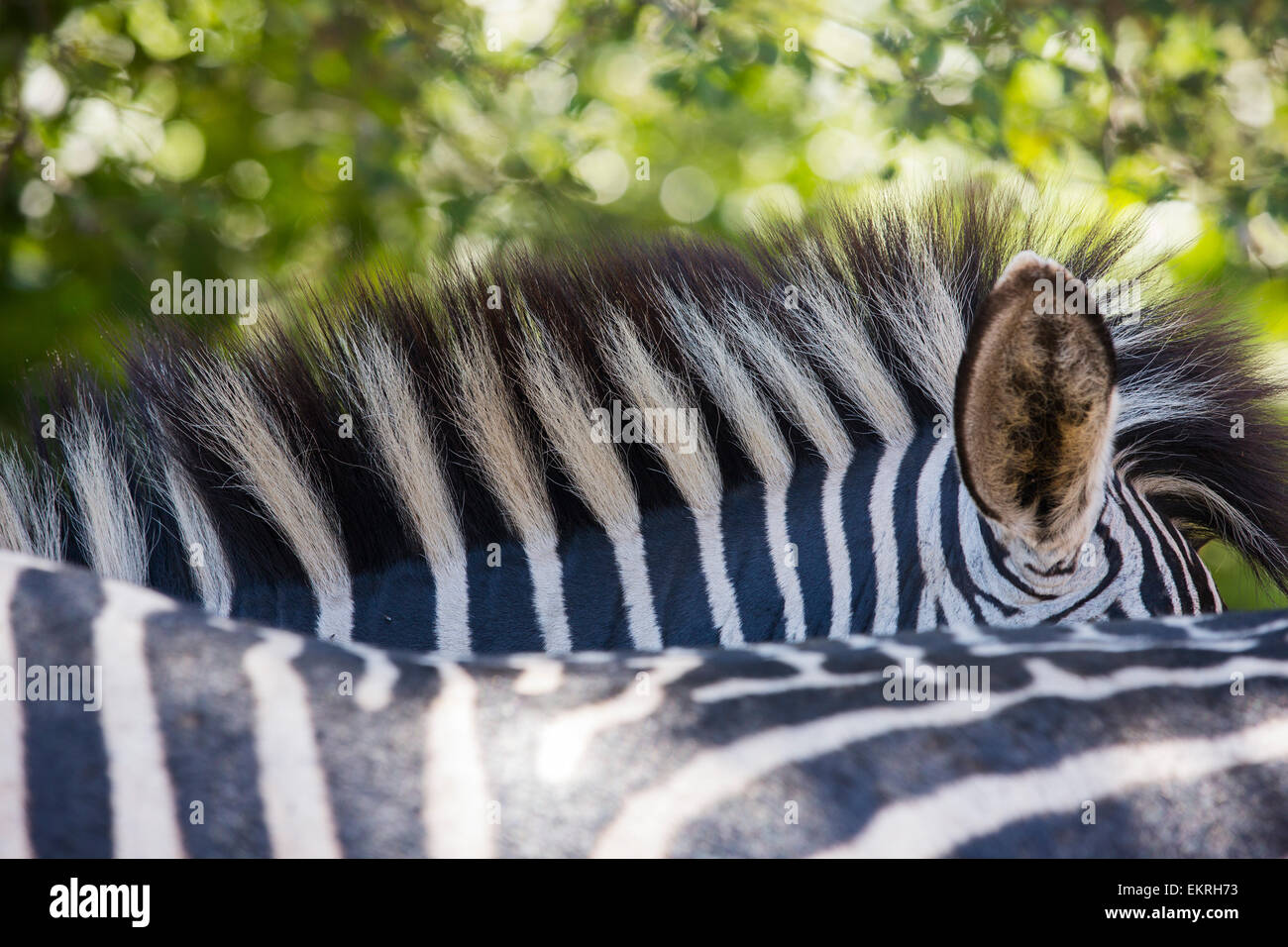 Grant's Zebras in Majete wildlife reserve in the Shire valley, Malawi ...