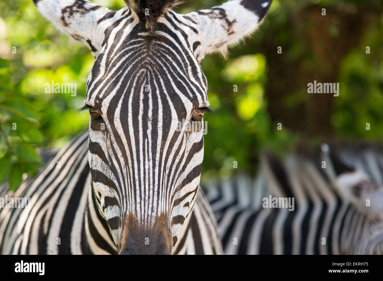 Grant's Zebras in Majete wildlife reserve in the Shire valley, Malawi ...