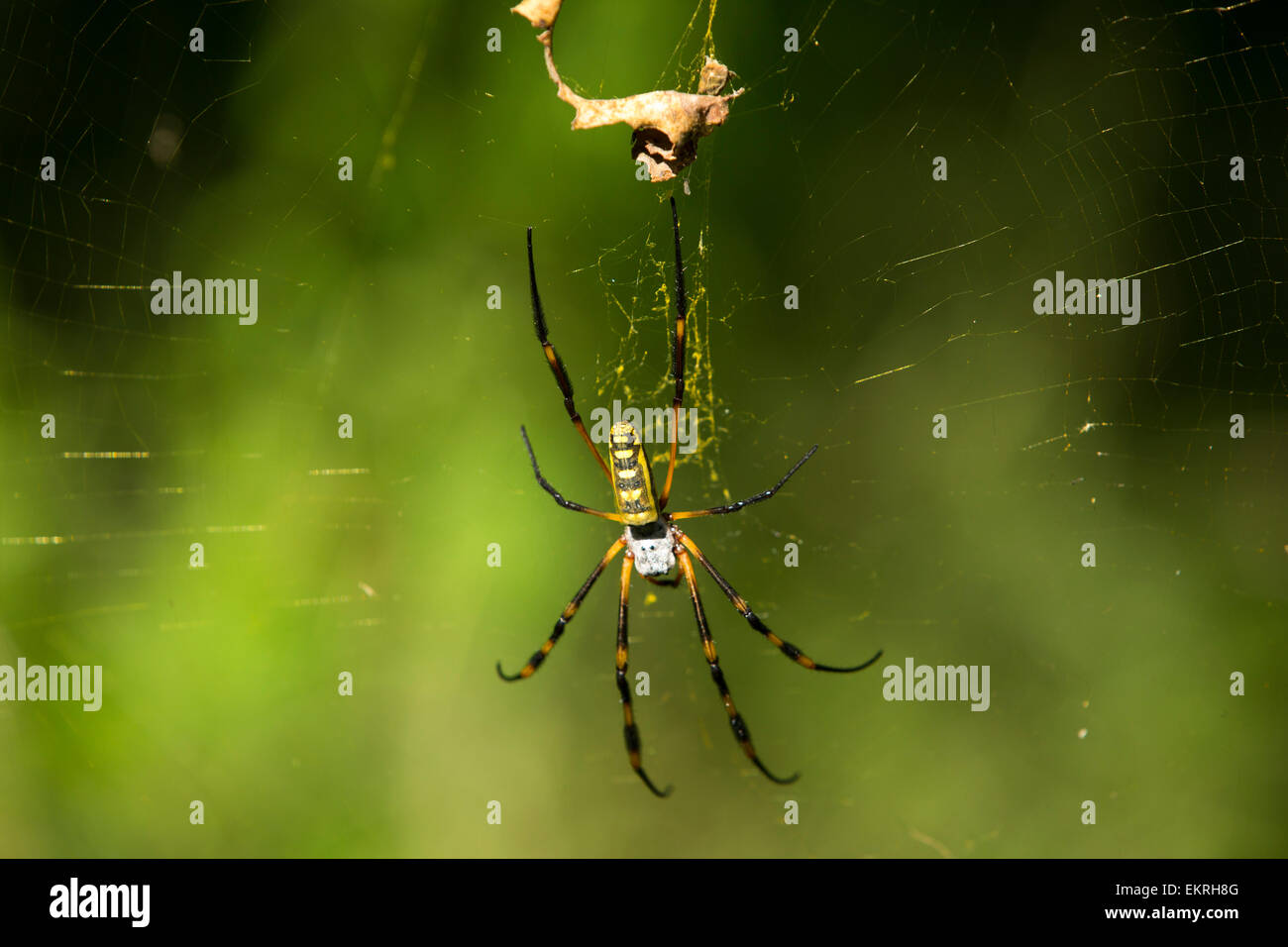 A large spider in its web in Malawi, Africa Stock Photo - Alamy