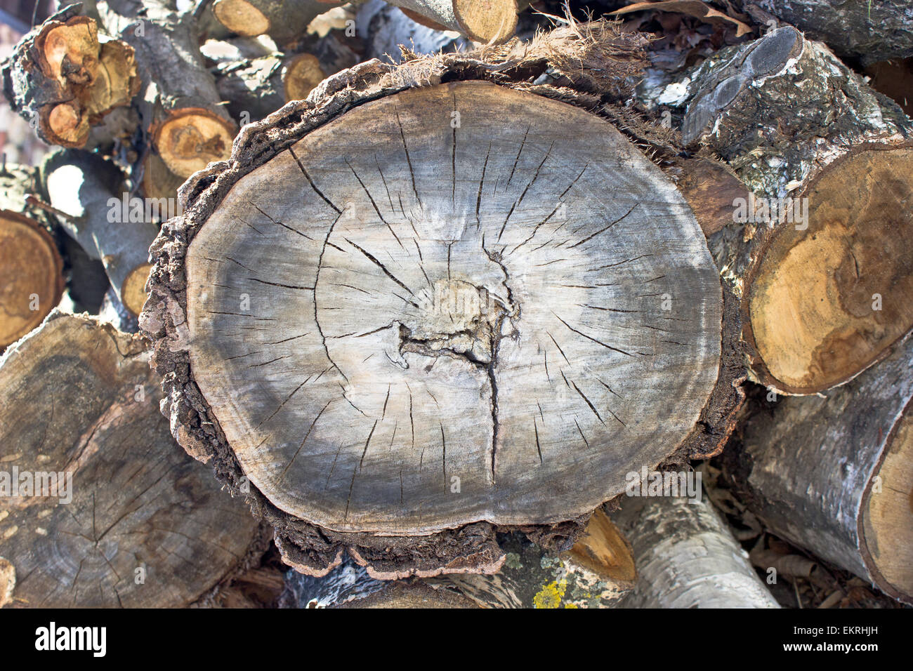 Tree stumps hi-res stock photography and images - Alamy