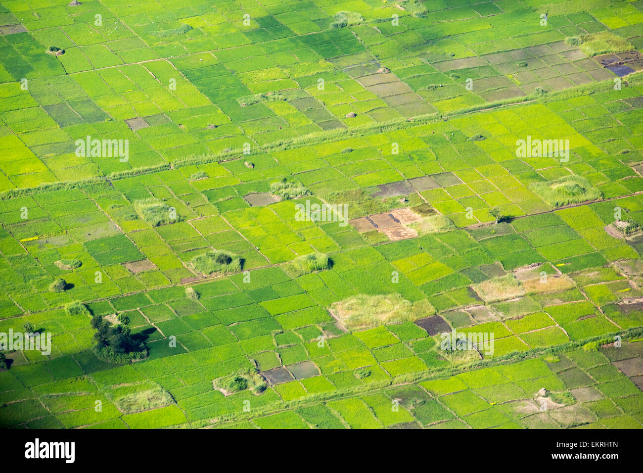 Looking down on rice crops in the lower Shire Valley, Malawi, Africa ...