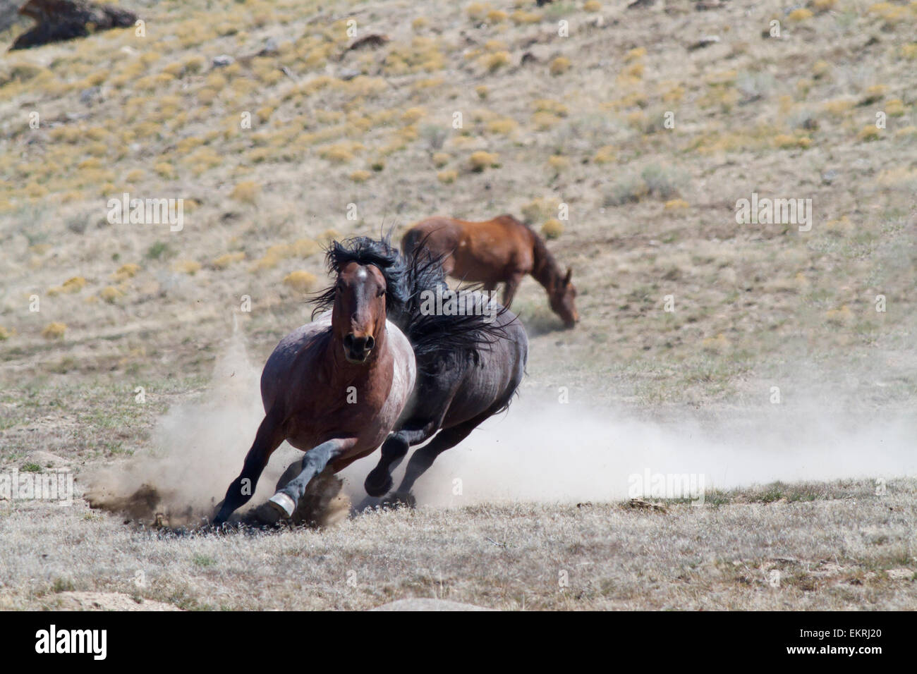 Animals chasing each other hi-res stock photography and images - Alamy
