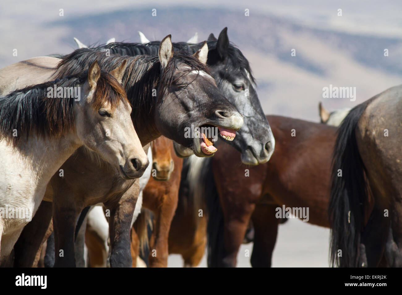 Wild Horse yawning Stock Photo - Alamy