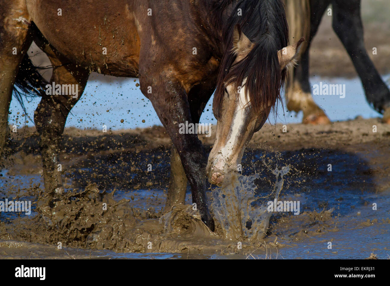 Horse splashing water hi-res stock photography and images - Alamy