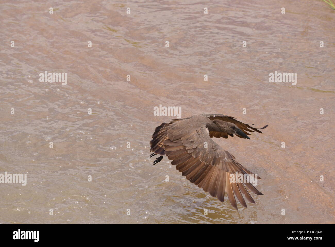 Hamerkop in flight hi-res stock photography and images - Alamy
