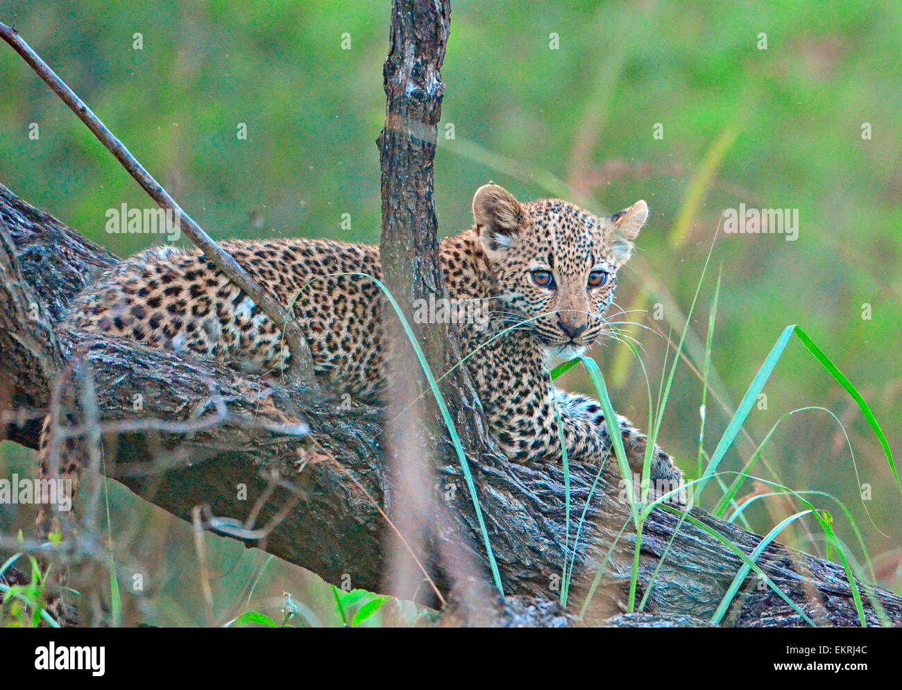 Teeny leopard cub sitting on branch in world famous Kruger National ...
