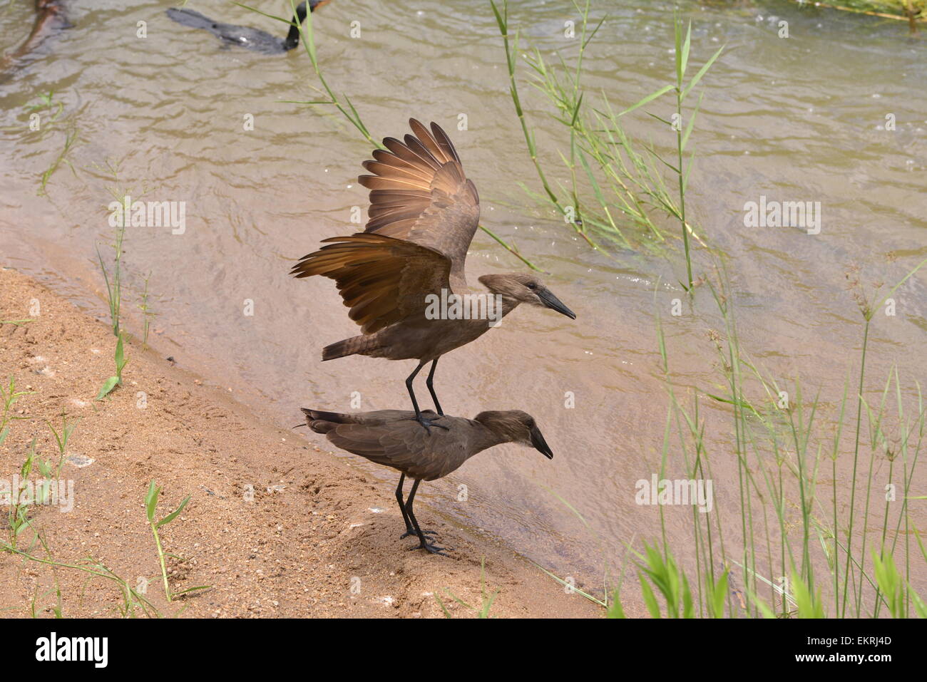 Hamerkop birds trying to mate in world famous Kruger National Park ...
