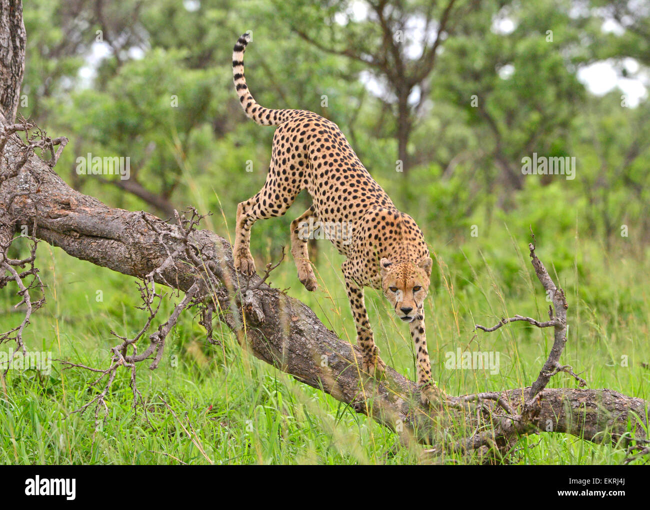 Cheetah in tree in world famous Kruger National Park, Mpumalanga, South ...