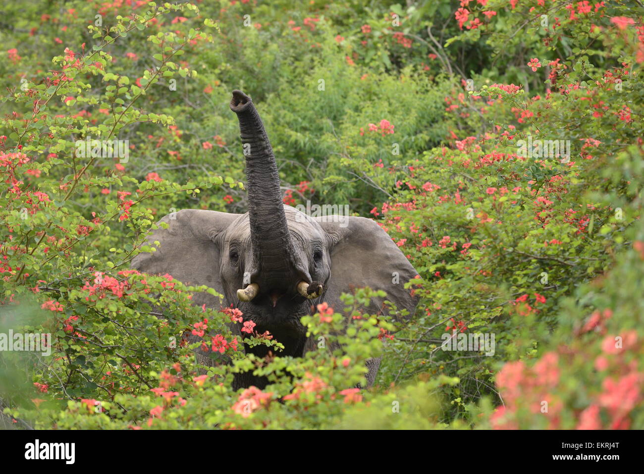 Young African elephant raising trunk among flowers in world famous ...
