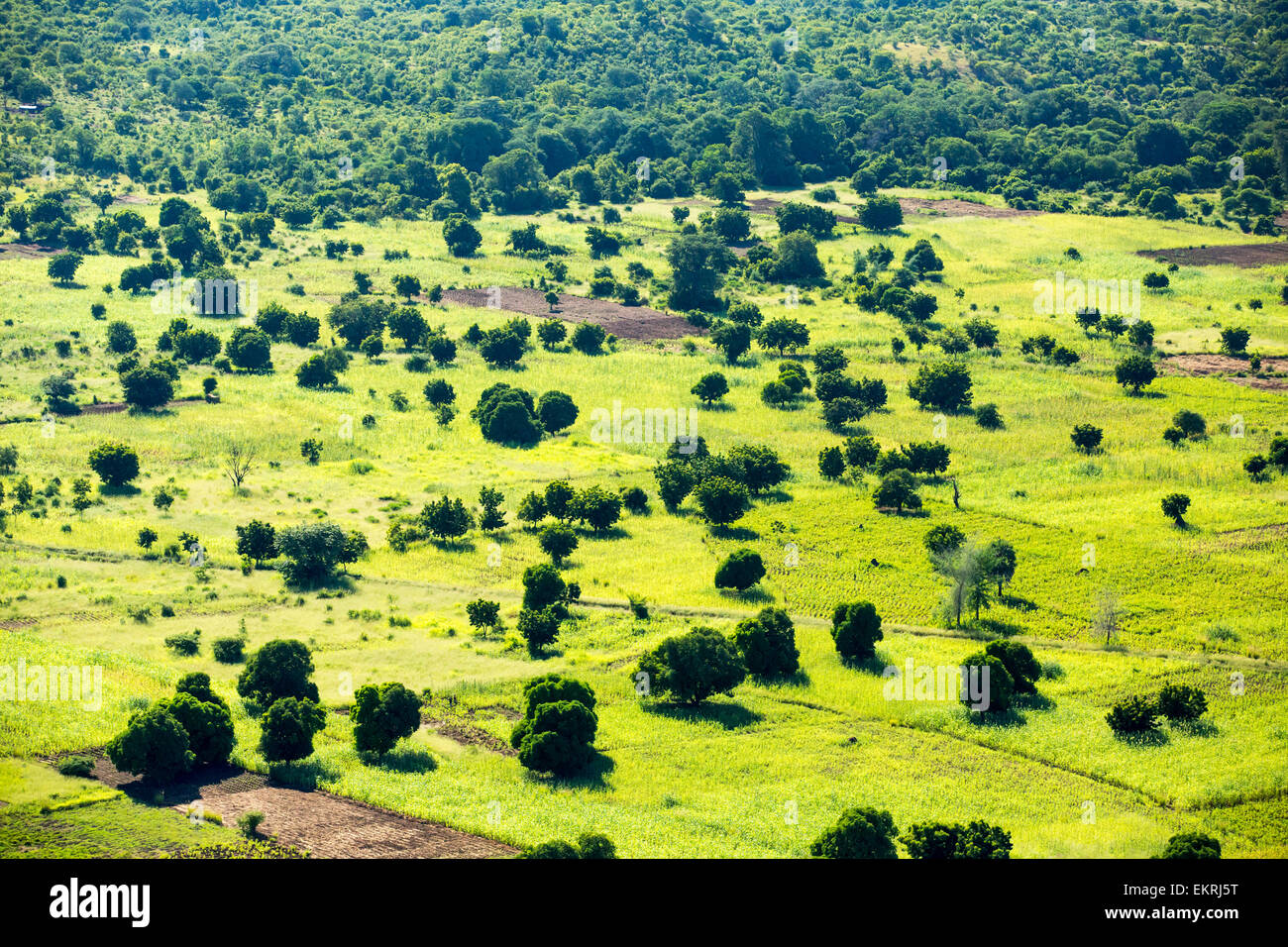 Looking down on Maize crops in the lower Shire Valley, Malawi, Africa ...