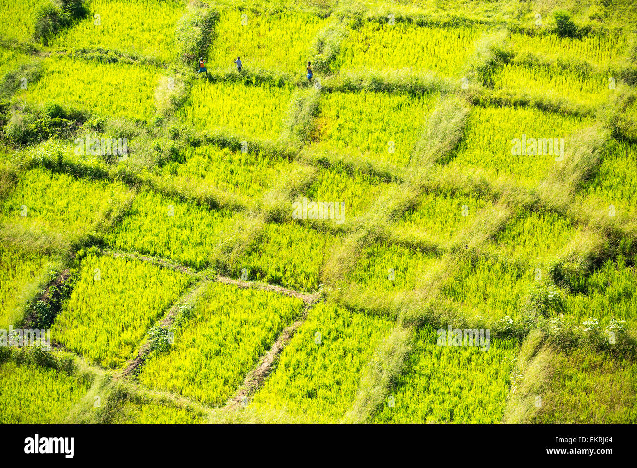 Shire valley rice fields hi-res stock photography and images - Alamy