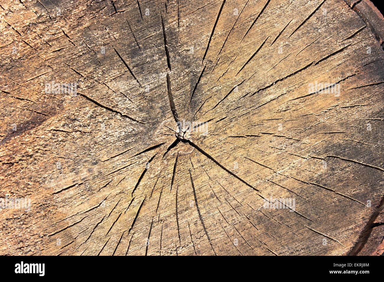 Texture of tree stump as background Stock Photo - Alamy