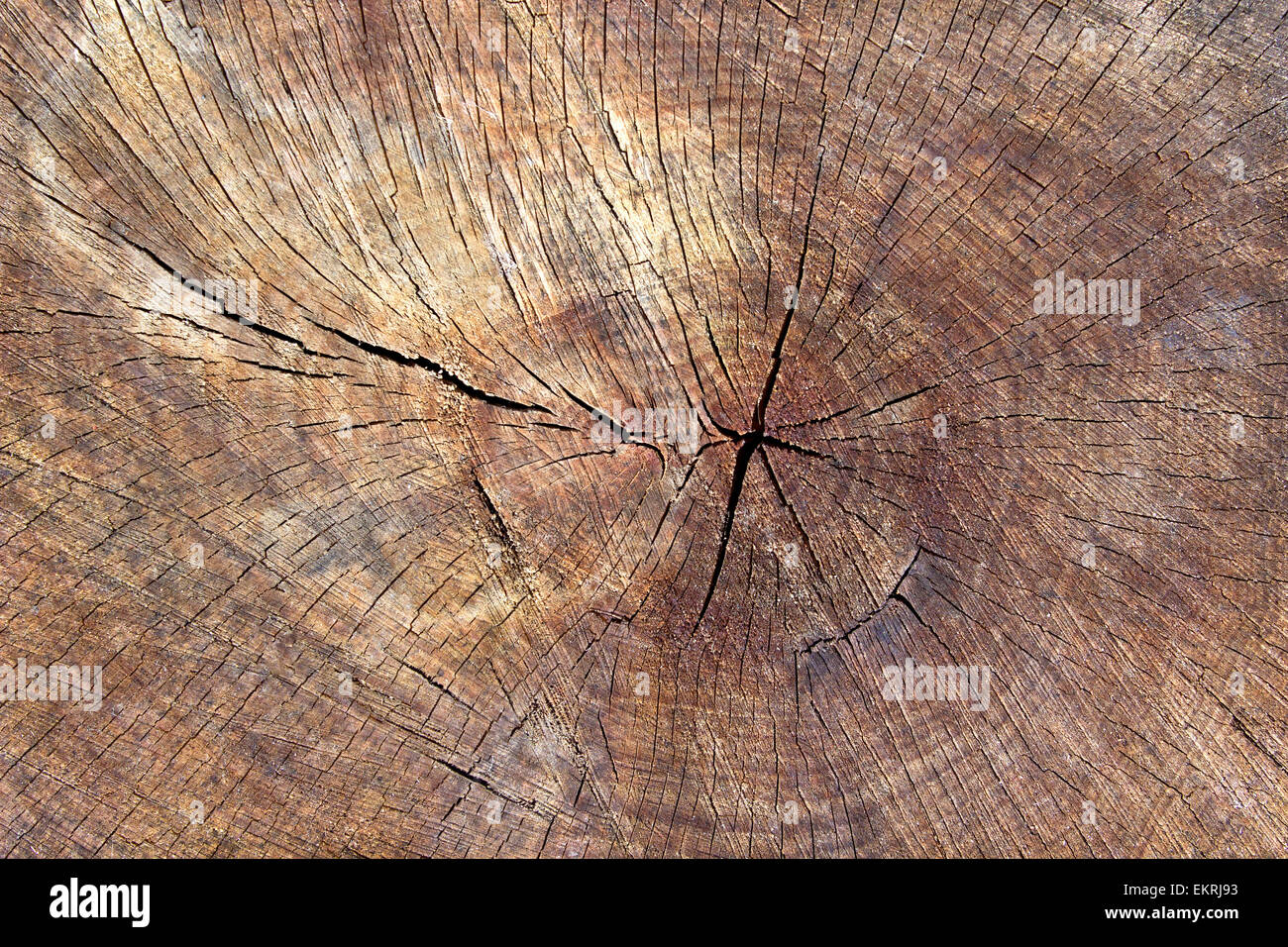 Texture of tree stump as background Stock Photo - Alamy