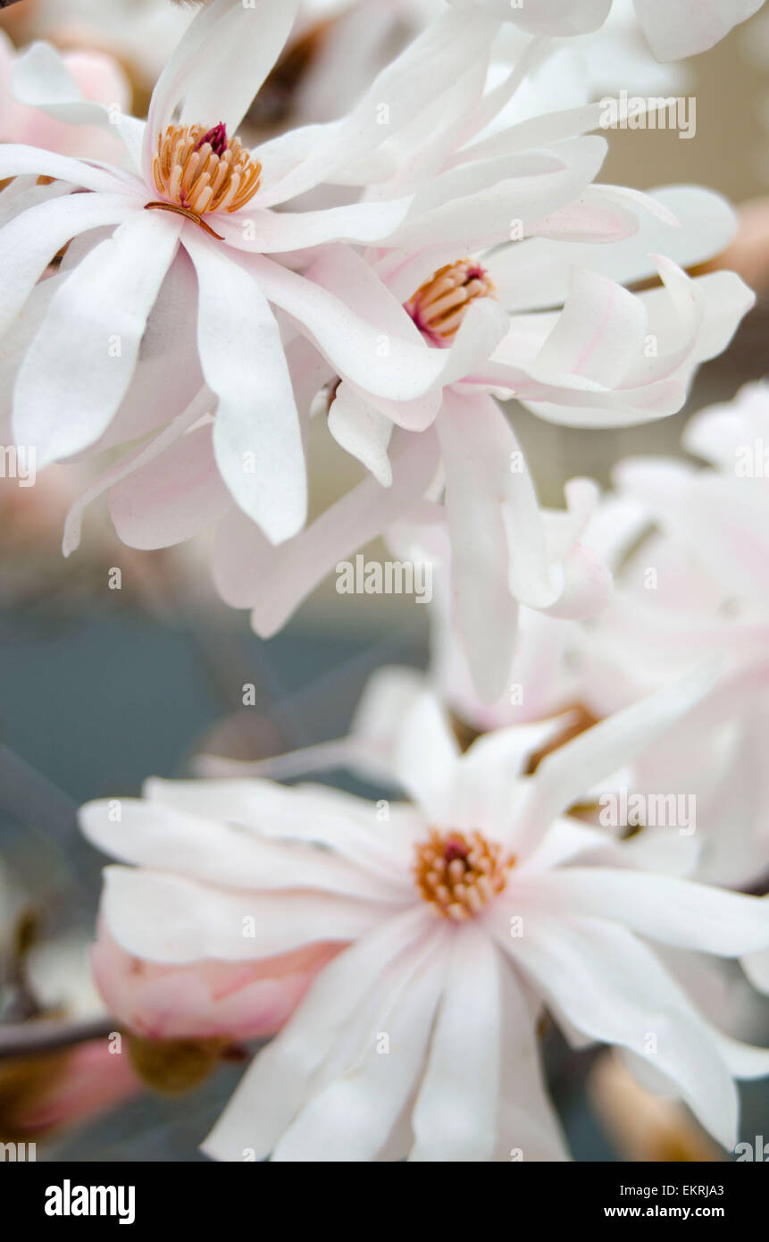 Magnolia Star bush Stock Photo - Alamy