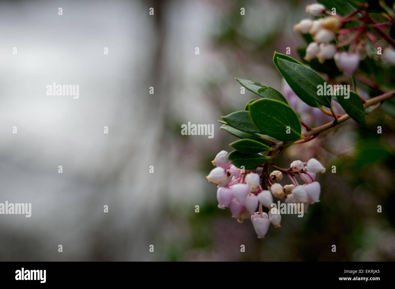 Pink manzanita flowers Stock Photo - Alamy