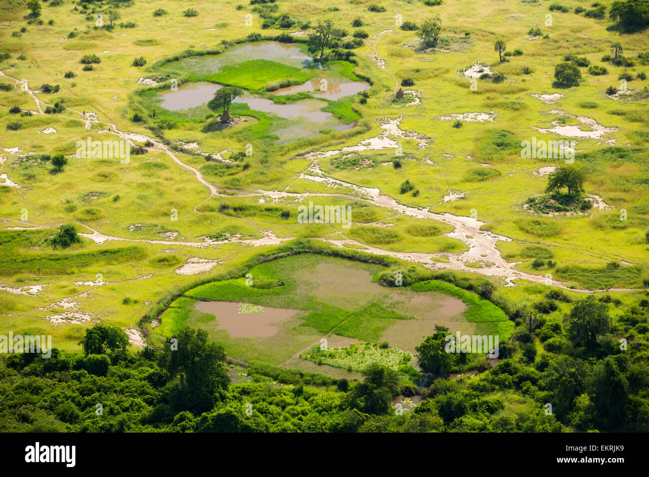 Looking down from the air onto rice paddies in the Shire Valley, Malawi ...
