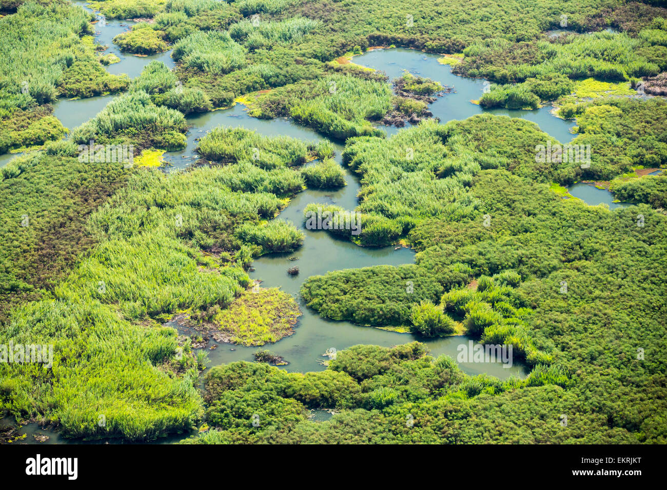 Elephant Marsh High Resolution Stock Photography and Images - Alamy