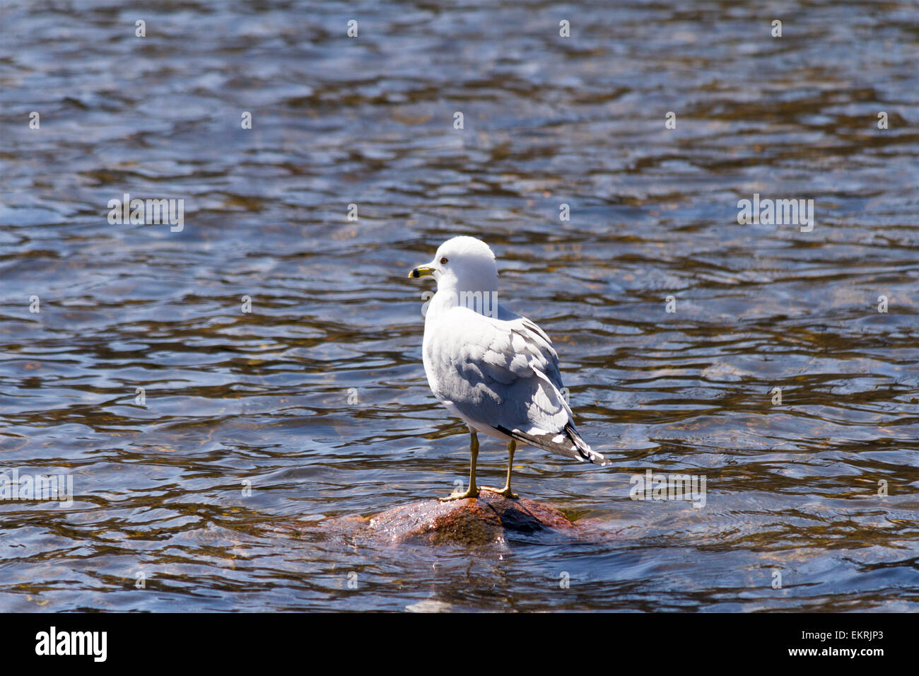 Rear of seagull hi-res stock photography and images - Alamy