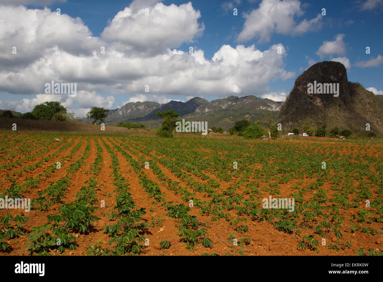 Agricultural land in Vinales, Cuba with crops and tobacco plantations ...