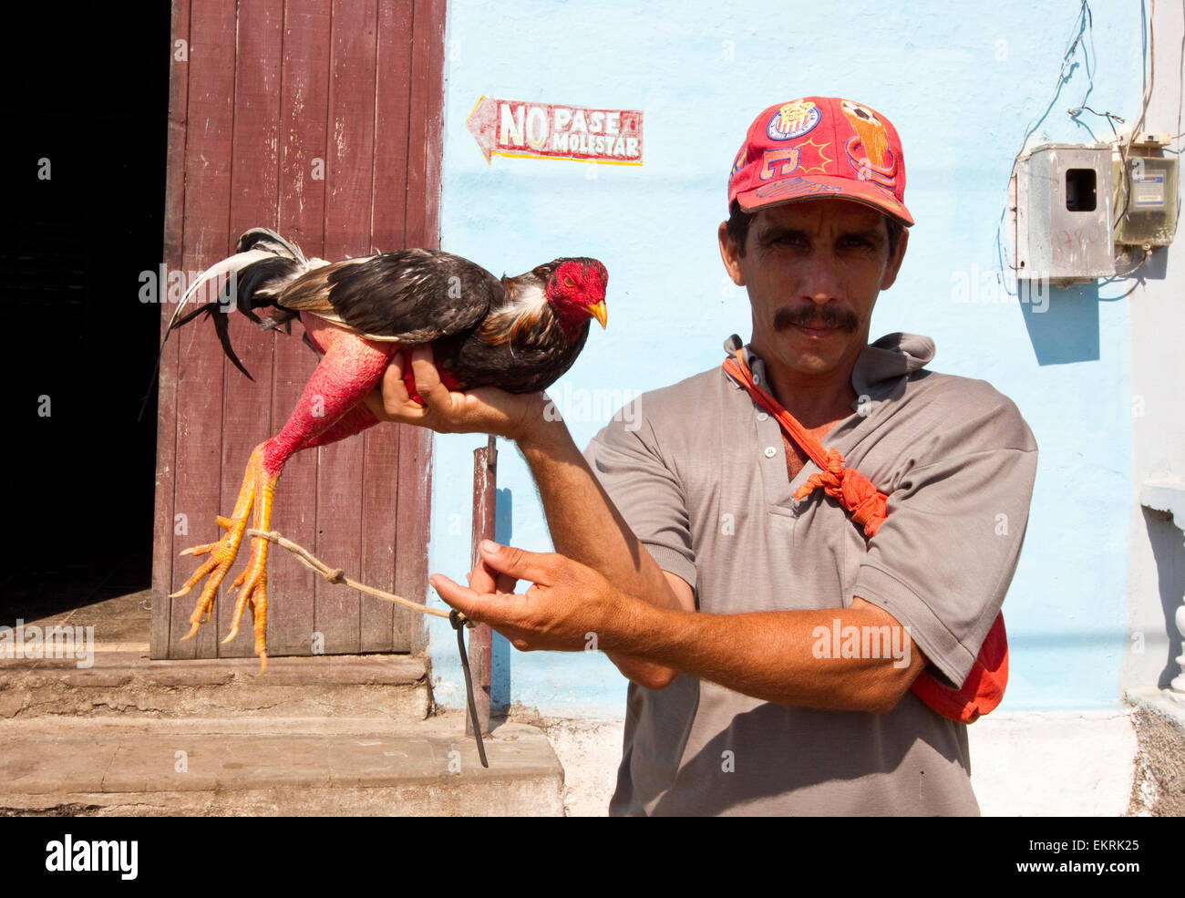 Cuban man holds up a fighting cockerel in Vinales,Cuba Stock Photo - Alamy