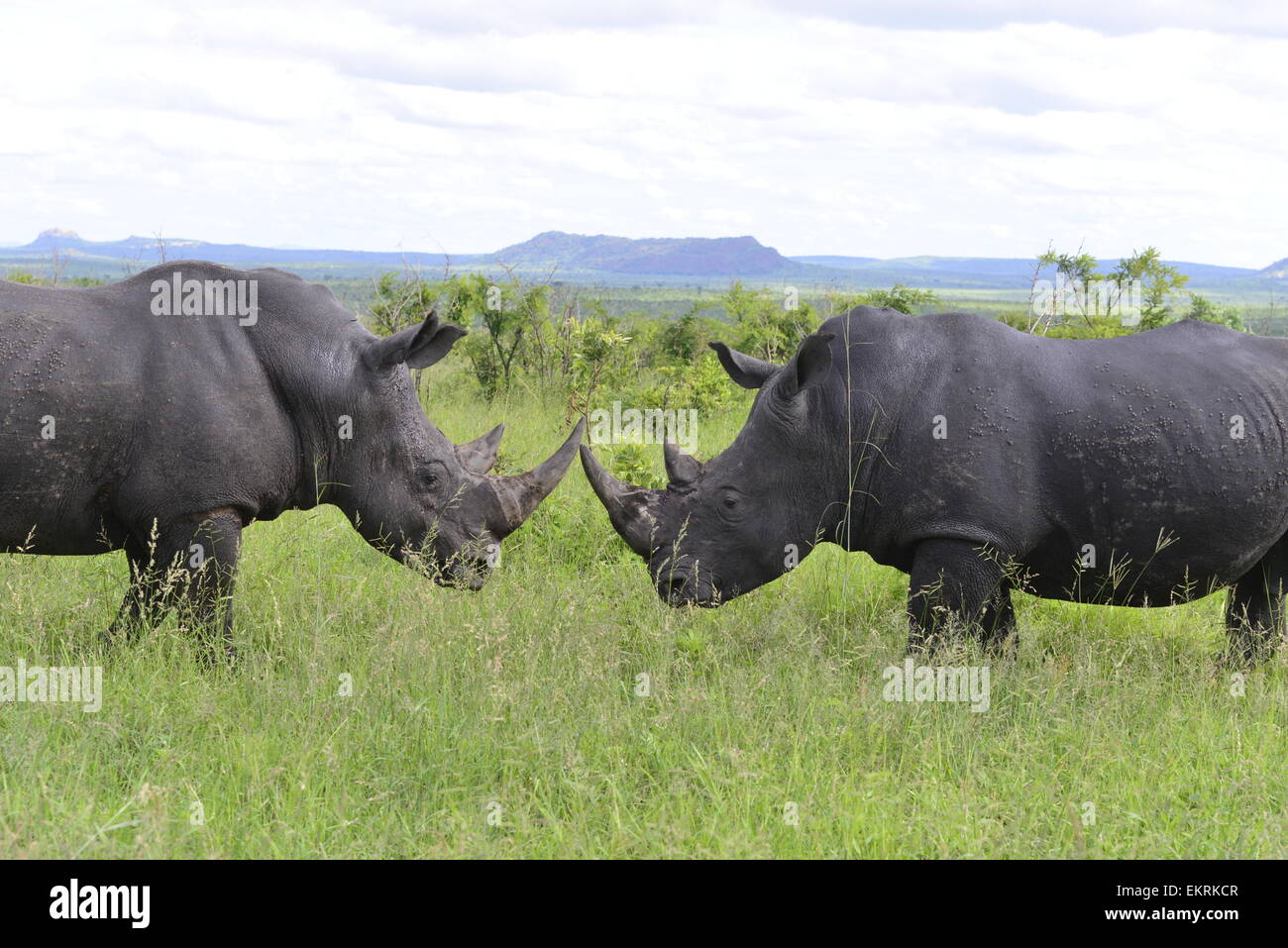 Two white rhino bulls, Ceratotherium simum, fighting in world famous ...