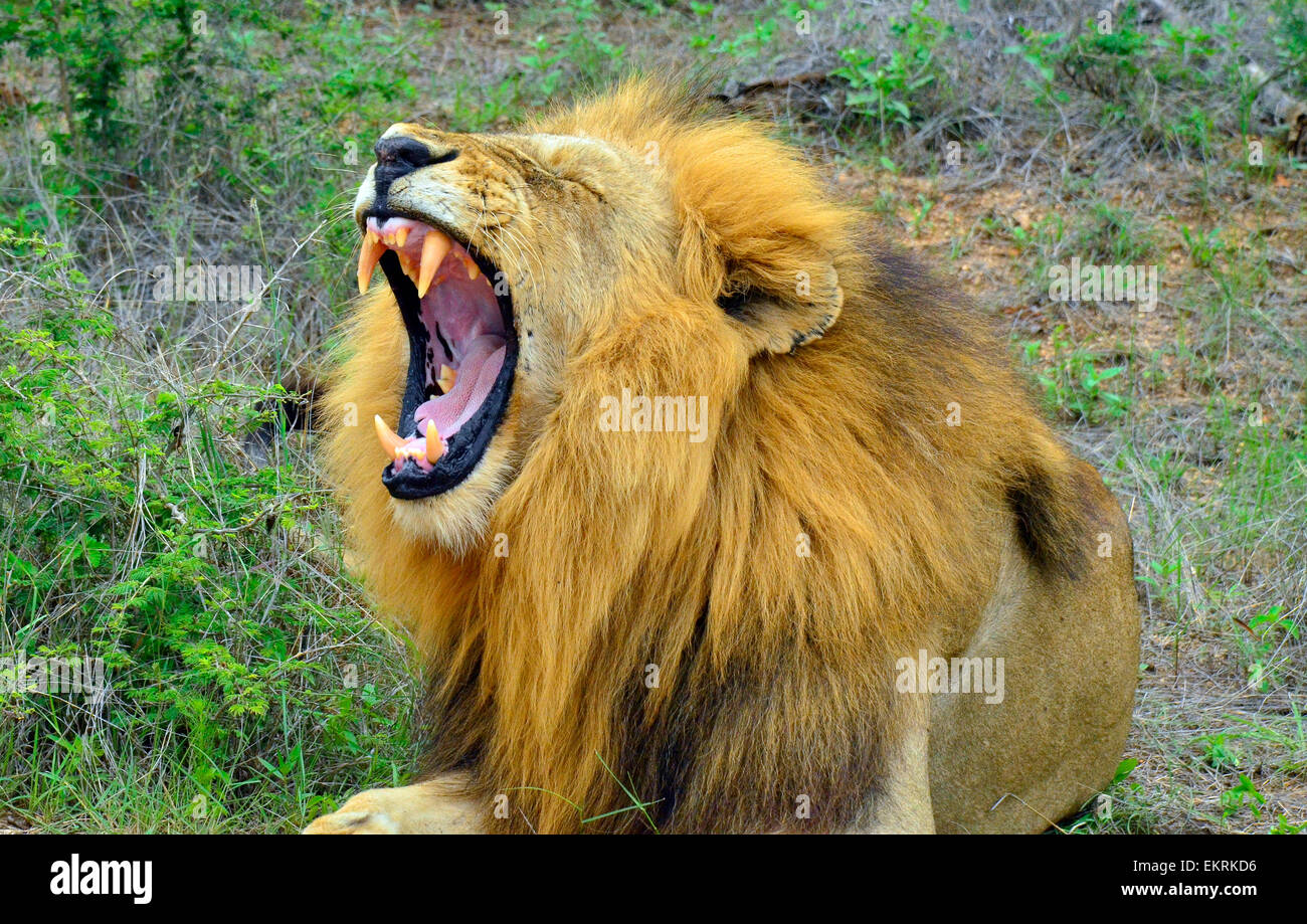 Huge maned lion showing teeth and shaking head in Kruger Park, South ...