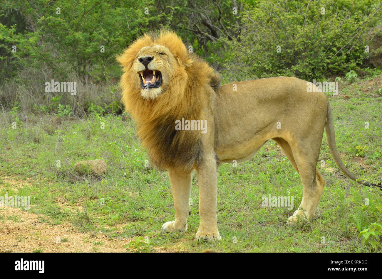 Huge maned lion showing teeth and shaking head in Kruger Park, South ...