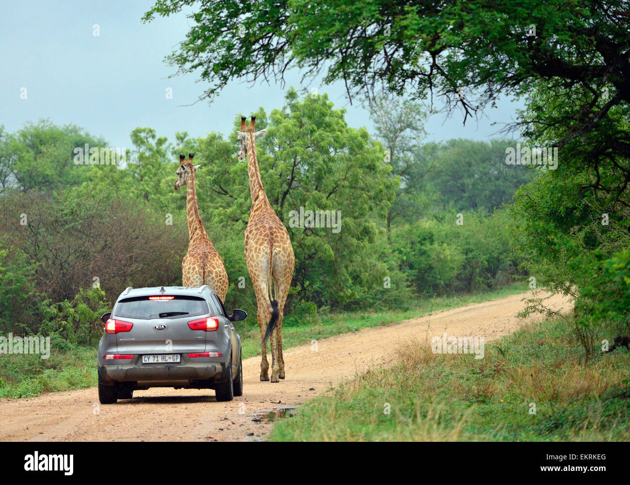 Car following giraffes hi-res stock photography and images - Alamy