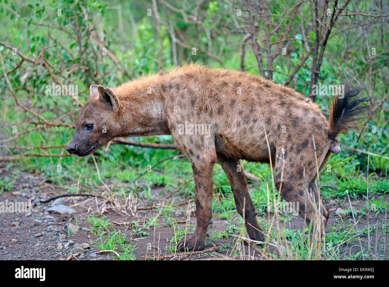Defecate hi-res stock photography and images - Alamy
