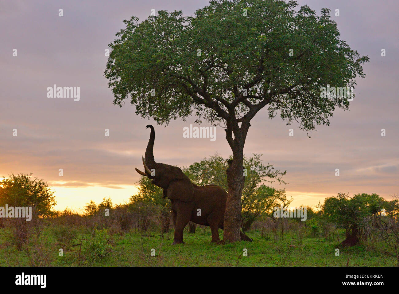 Elephant reaching up tree hi-res stock photography and images - Alamy