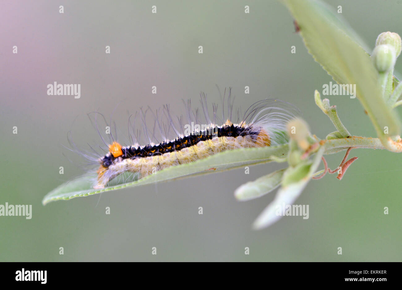 Colourful hairy caterpillar on leaf in Kruger Park, South Africa Stock ...