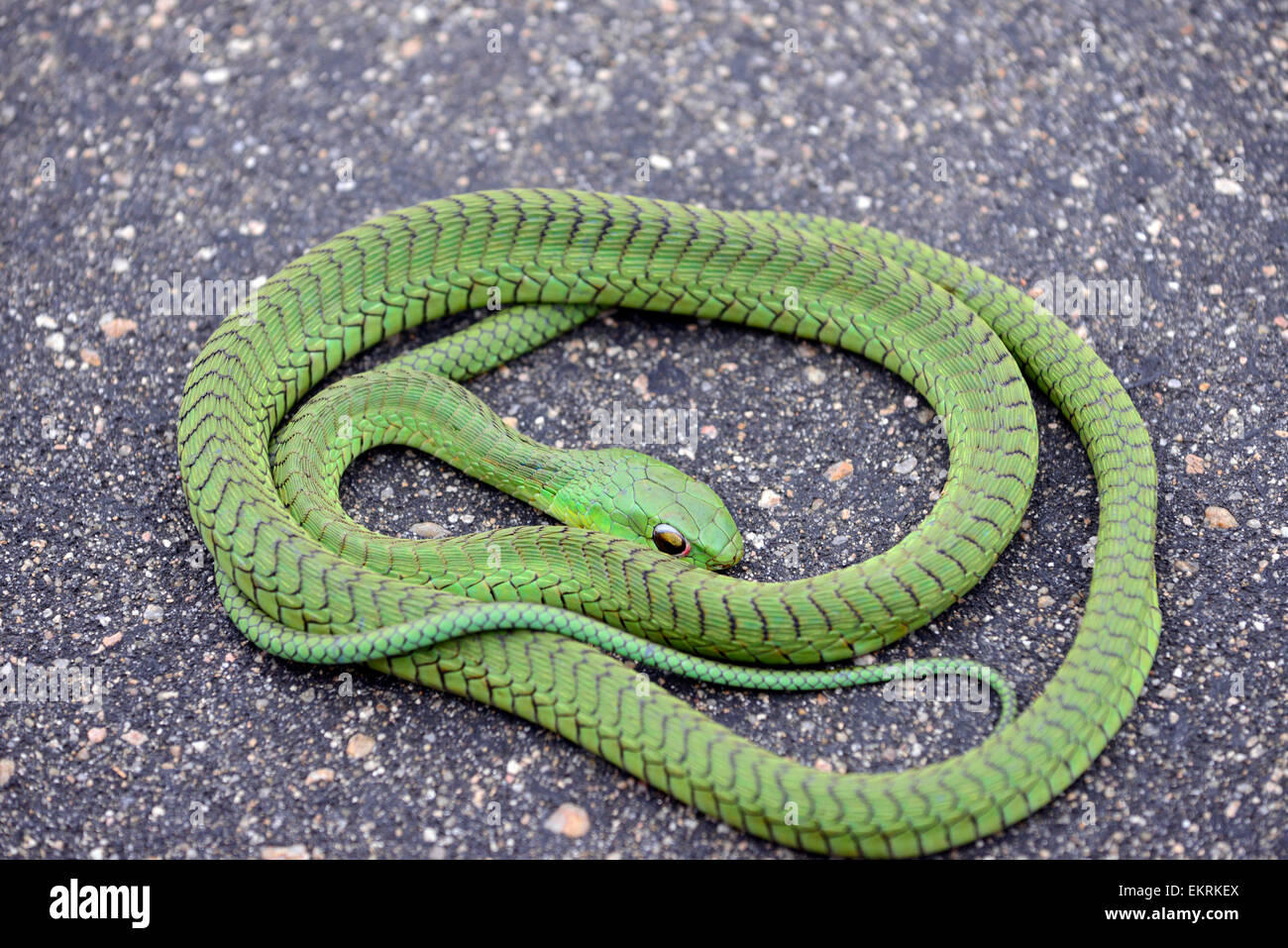 Tree Snake In South Africa