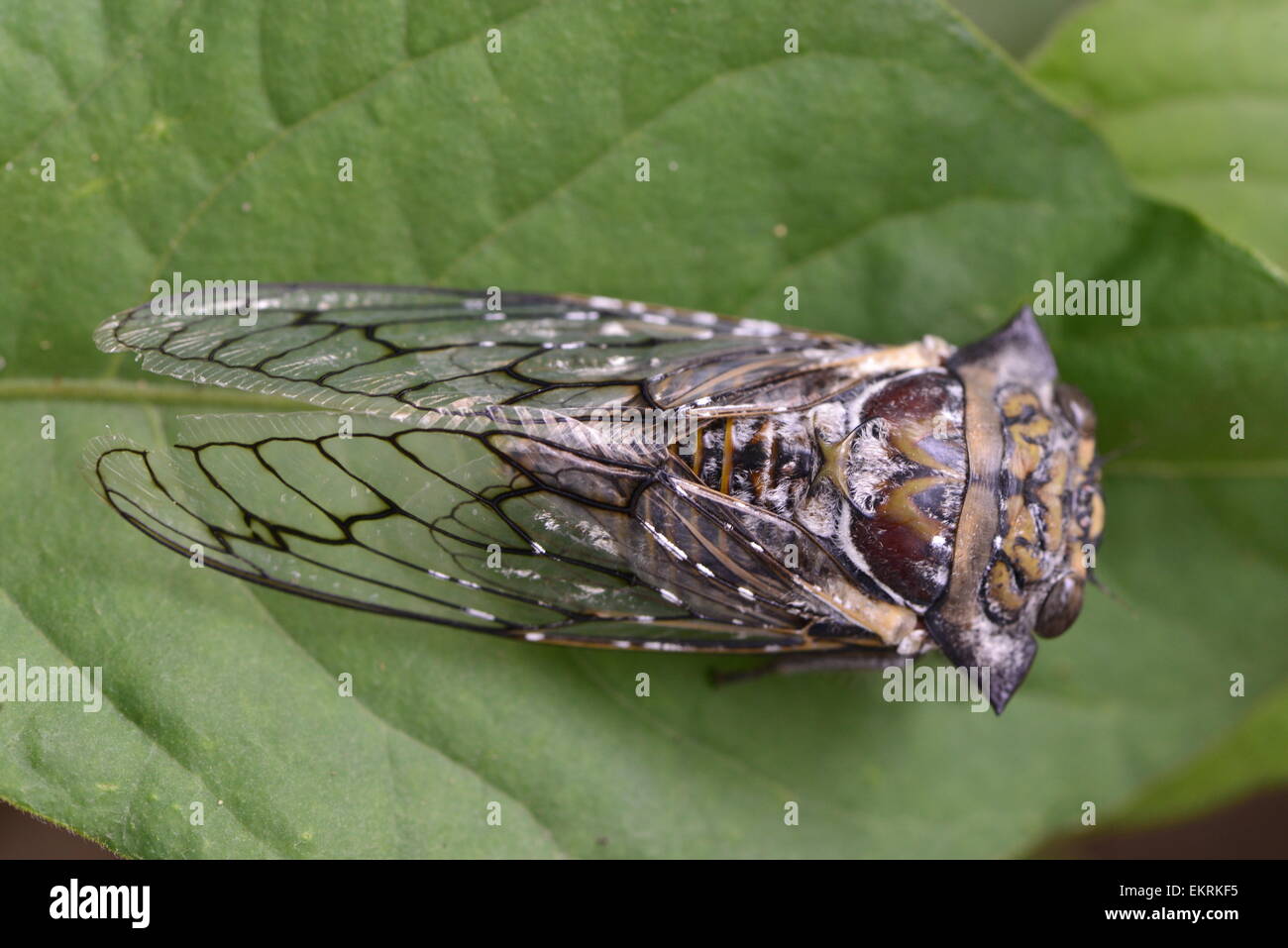 Cicada sitting on green leaf in Kruger Park, South Africa Stock Photo ...