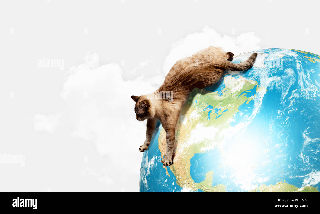 Siamese cat playing Stock Photo - Alamy