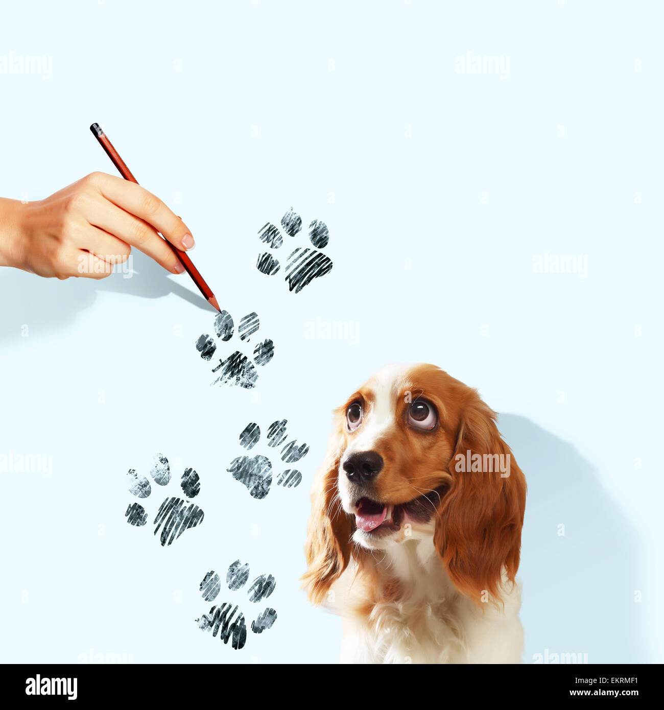 Spaniel and foot hi-res stock photography and images - Alamy