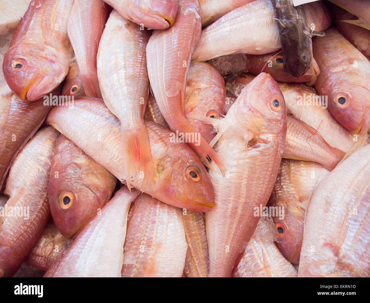 Snapper fish in market Stock Photo - Alamy