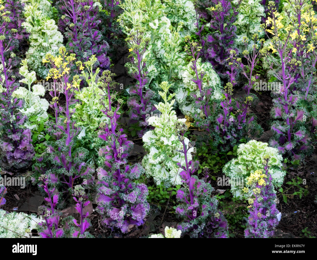 Ornamental cabbage hi-res stock photography and images - Alamy